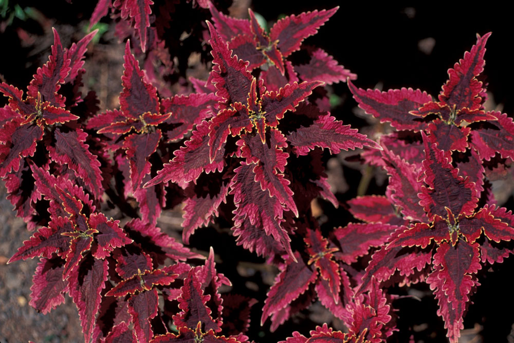 The variegated nettle - what is it? | eiweiss.com